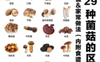 蘑菇的种类图片_如何快速识别常见品种