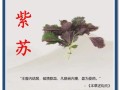 紫苏的功效与作用及副作用_紫苏叶泡水喝的禁忌