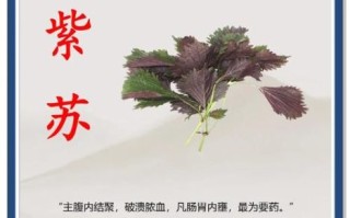 紫苏的功效与作用及副作用_紫苏叶泡水喝的禁忌