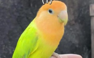 鹦鹉怎么训练说话_鹦鹉拼音正确读法