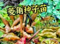菱角怎么种植_菱角种植方法