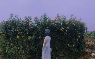 玫瑰小镇app官方下载_怎么安装才安全