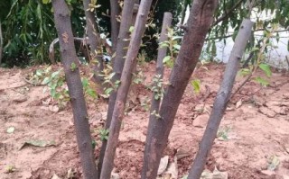 羊奶果树长什么样_羊奶果树几年结果