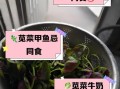 通菜不能和什么一起吃_通菜相克食物有哪些