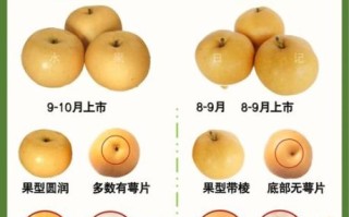 丰水梨的功效与作用_丰水梨能降火吗