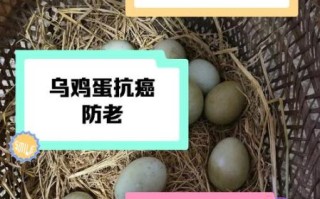 男人吃乌鸡蛋的好处_乌鸡蛋对男性有什么功效