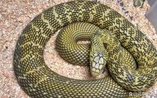 菜花蛇为什么能捕食眼镜王蛇_菜花蛇天敌有哪些