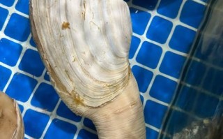 象拔蚌长什么样子_象拔蚌怎么挑选