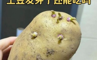 土豆发芽吃了中毒症状_发芽土豆中毒怎么办