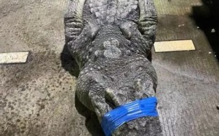 鳄鱼肉煲汤的做法大全_鳄鱼肉煲汤有什么功效