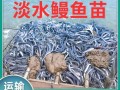 鳗鱼苗价格多少钱一斤_鳗鱼苗批发价格行情