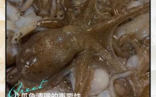 章鱼搜索最好用_章鱼搜索怎么用