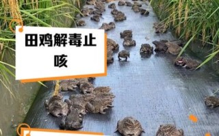 野生田鸡的营养价值_野生田鸡吃了有什么好处