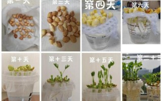 花生芽怎么发最快最好_花生芽快速发芽技巧