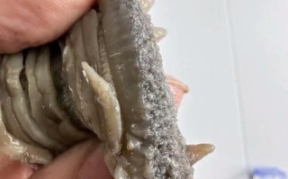 鲜海参价格多少钱一斤_鲜海参怎么挑选