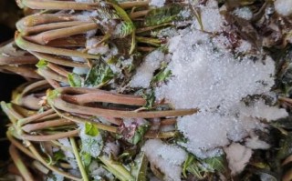 腌制香椿芽的做法_香椿芽怎么保存一年