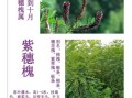 紫槐花可以吃吗_紫槐花怎么吃才安全