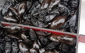 龙虱怎么吃_龙虱做法大全