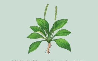 车前草的功效与作用_车前草图片长什么样