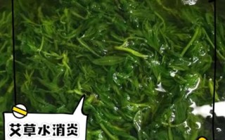 艾叶水喝多了的副作用_艾叶水一天喝多少合适