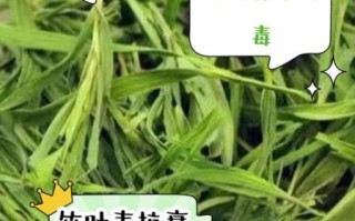 竹叶青绿茶功效与作用_竹叶青绿茶适合什么人喝