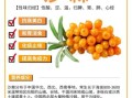 沙棘果的功效与作用适合人群_沙棘果什么人不能吃