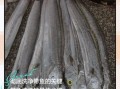 带鱼内脏怎么清理_带鱼内脏怎么处理干净