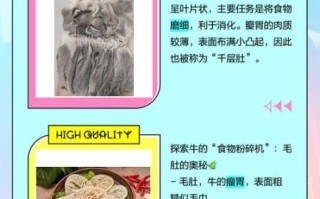 毛肚和牛百叶一样吗_毛肚和牛百叶的区别