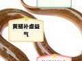 鳝鱼的营养价值_鳝鱼的功效与缺点
