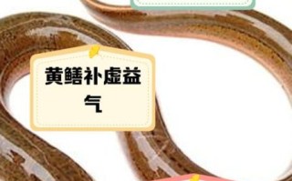 鳝鱼的营养价值_鳝鱼的功效与缺点