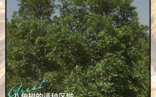 八角树怎么种植_八角树几年结果