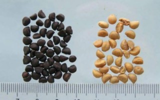 牵牛子有毒吗_牵牛子中毒症状