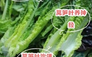 莴苣叶有毒吗_莴苣叶能吃吗