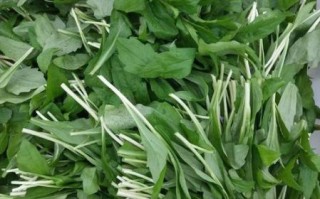 马兰头图片大全大图_马兰头长什么样