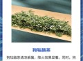 夏天喝什么茶好_夏天喝什么茶降火