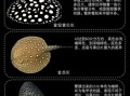 魟鱼图片大全_魟鱼品种怎么区分