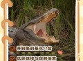 鳄鱼养殖基地赚钱吗_鳄鱼养殖基地需要什么手续