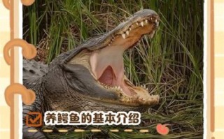 鳄鱼养殖基地赚钱吗_鳄鱼养殖基地需要什么手续