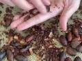 巧克力原料是什么_可可豆如何变成巧克力