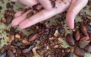 巧克力原料是什么_可可豆如何变成巧克力
