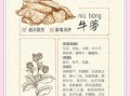 牛蒡与什么食物相克_牛蒡不能和什么一起吃