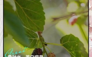 桑叶的功效与作用_桑叶怎么吃效果最好