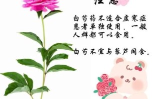 白芍甘草汤的功效与作用_白芍甘草汤怎么喝