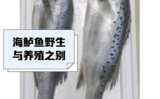 野生海鲈鱼多少钱一斤_野生海鲈鱼为什么这么贵