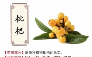 枇杷果直接吃治咳嗽么_枇杷果止咳效果好吗