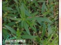 白花蛇舌草的功效与作用_白花蛇舌草能治什么病
