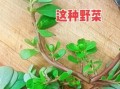 马齿苋是什么植物_马齿苋怎么吃最好