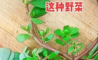 马齿苋是什么植物_马齿苋怎么吃最好
