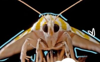 飞蛾扑火歇后语的下一句是什么_飞蛾扑火歇后语寓意解析