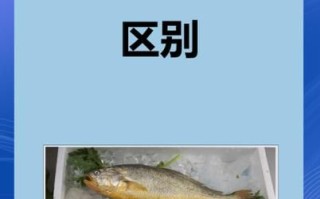 海黄鱼和黄花鱼的区别_哪个更好吃